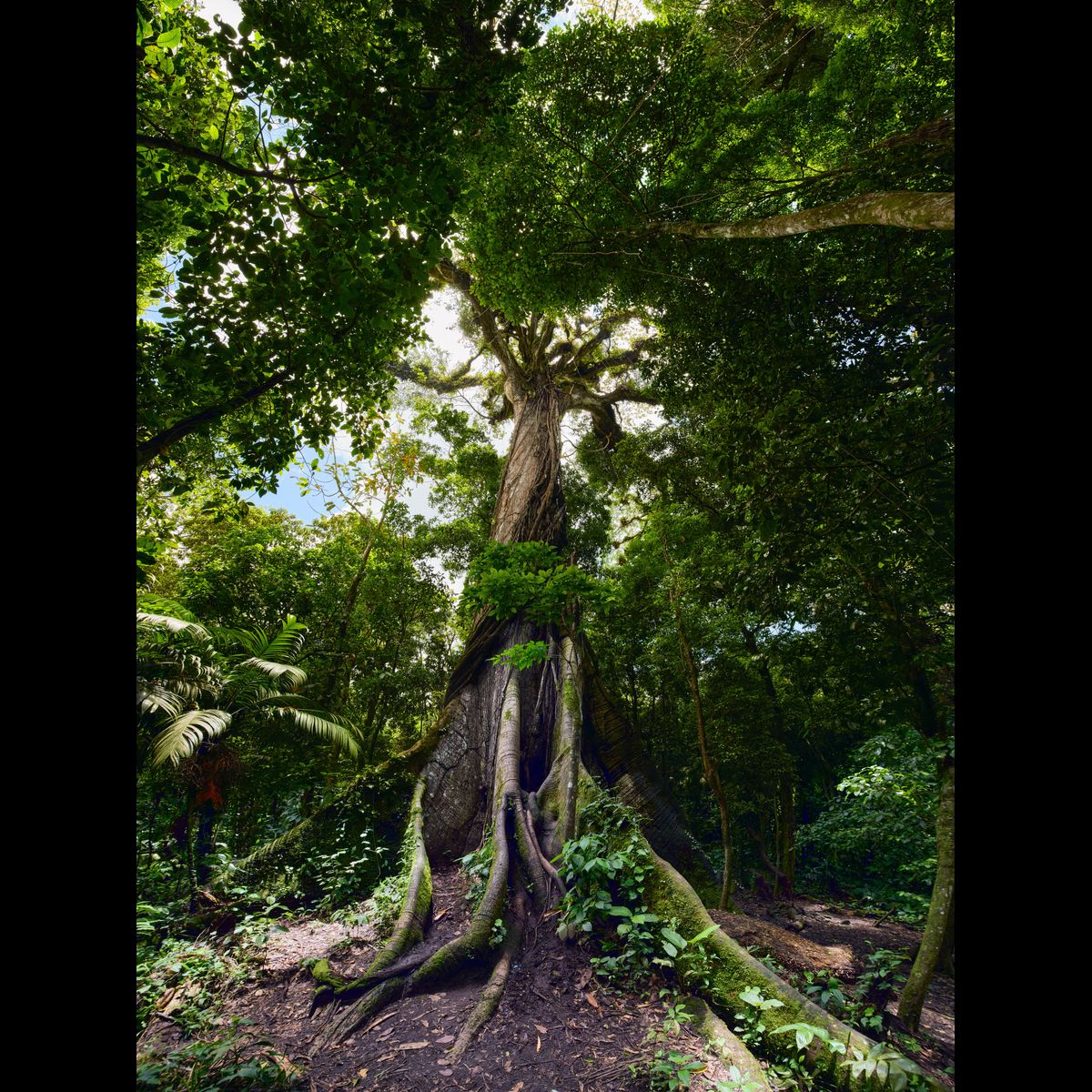 Fighting for the Amazon and Humanity: Chico Mendes’ legacy lives on