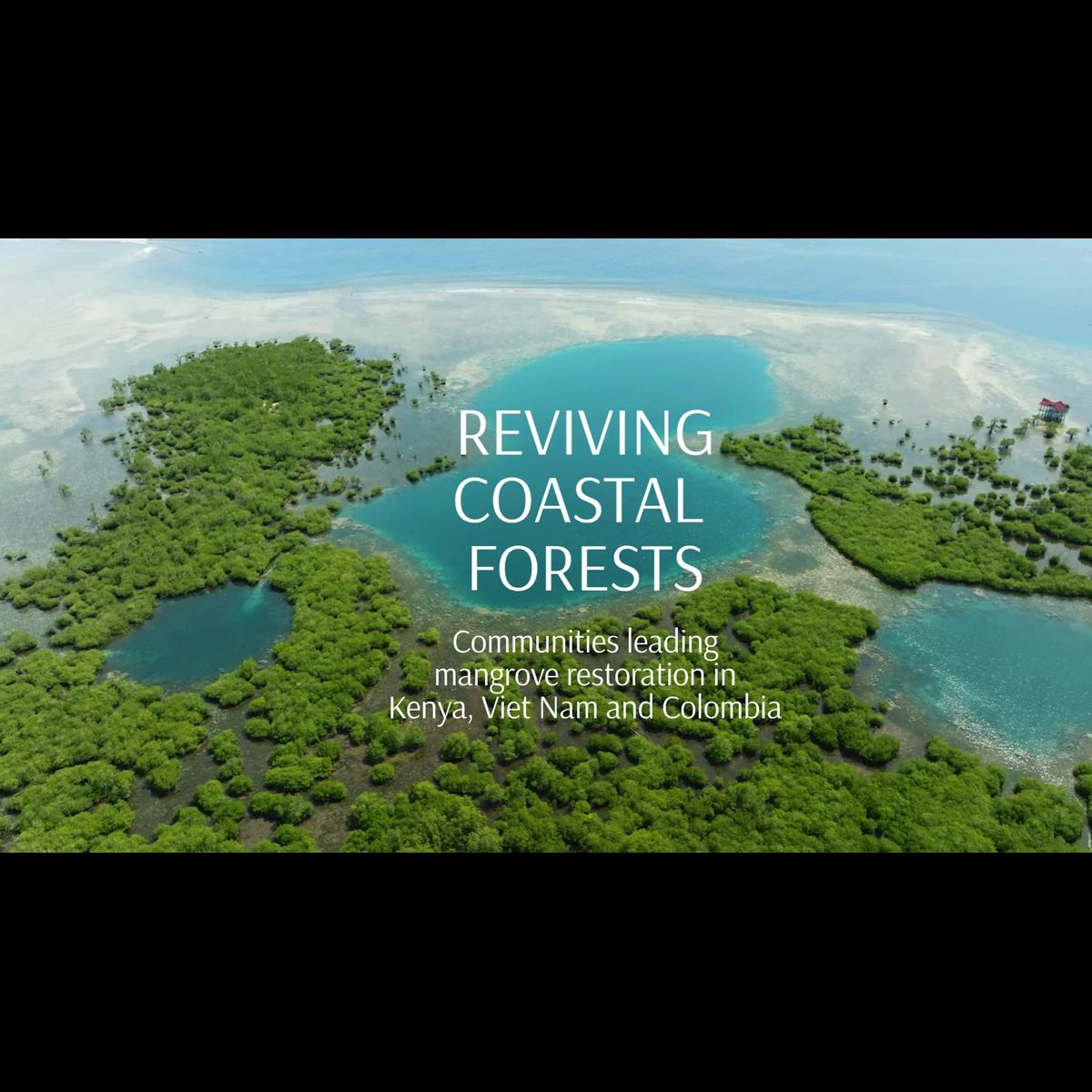 Reviving coastal forests