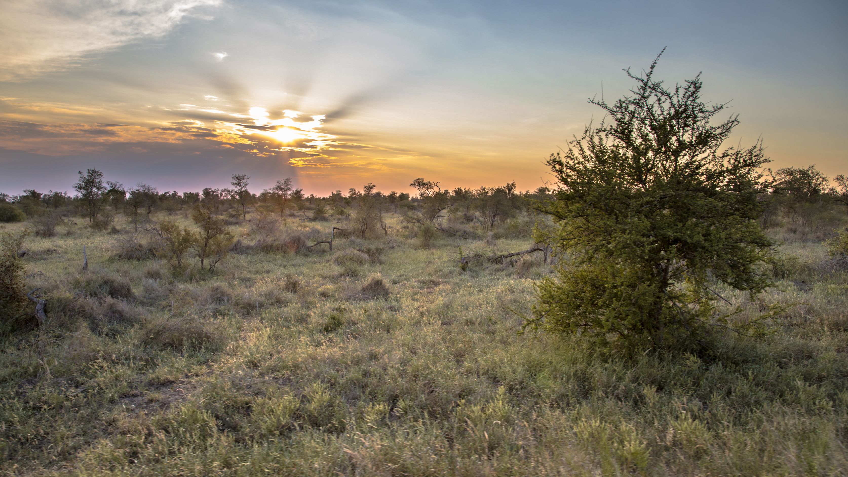 The vital role of African savanna landscapes in global climate action
